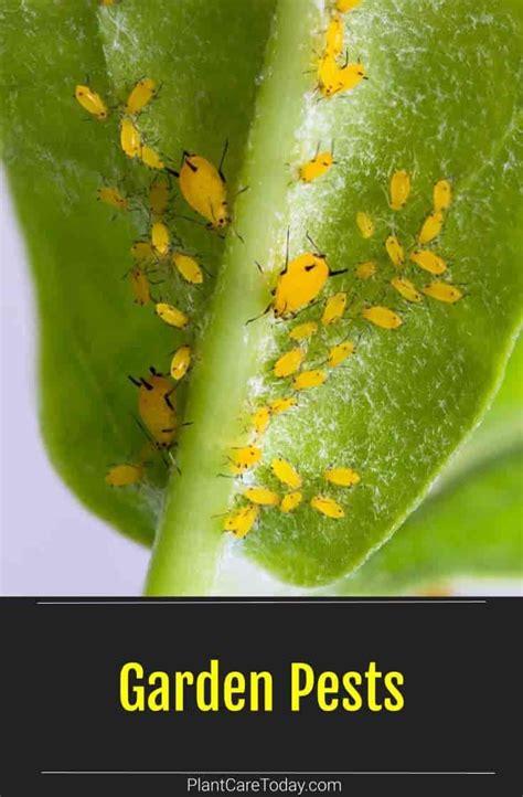 Monarch Diseases Predators And Pests Artofit