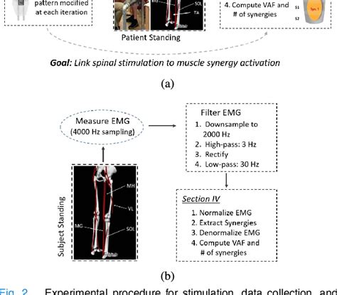 Figure 2 From Motor Control After Human Sci Through Activation Of Muscle Synergies Under Spinal