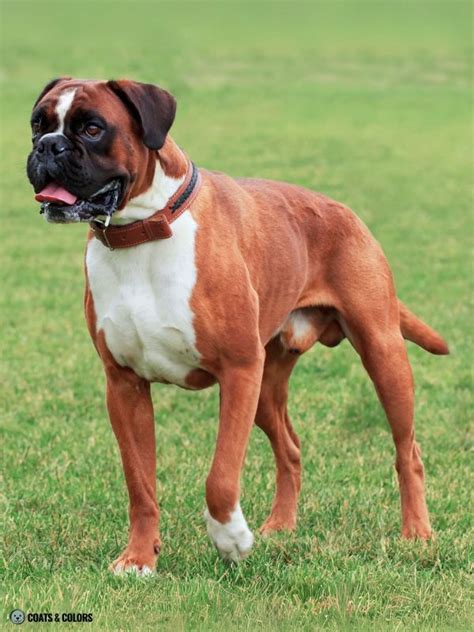 Fawn Boxer Boxer Coat Colour Boxer World Forums