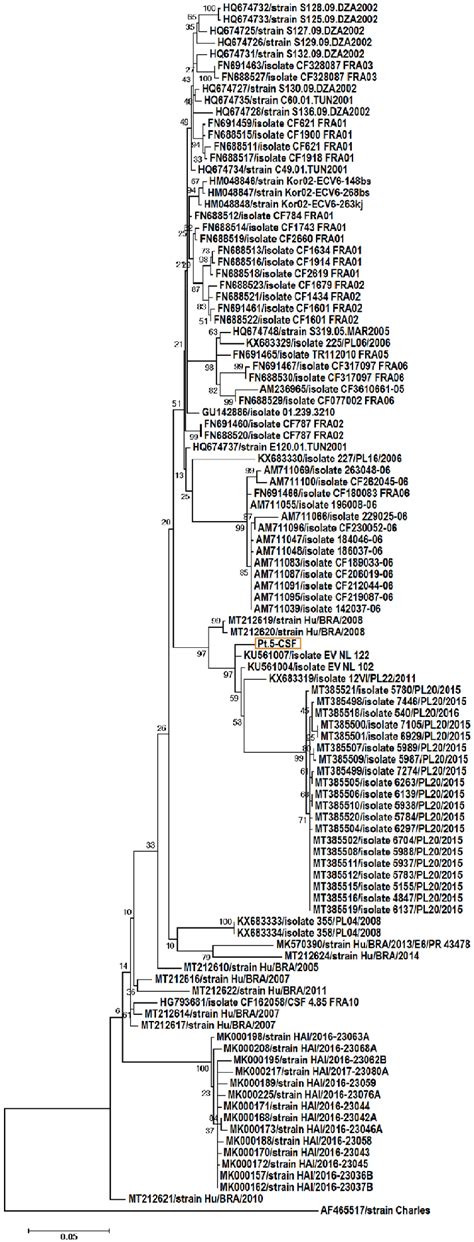 phylogenetic tree depicting the relationships between vp1 coding region
