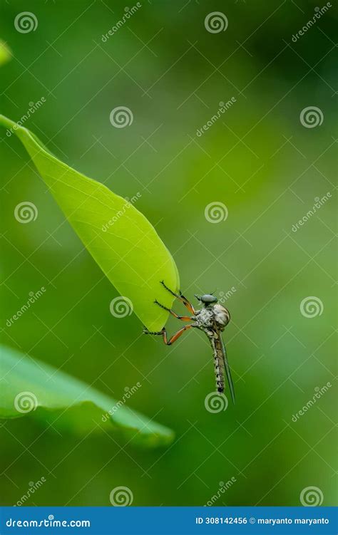 Predatory Insects Aka Robberflies Are Perched On The Tip Of Dry Leave