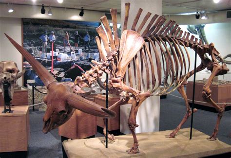 Fossils Of The Great Plains — Earthhome