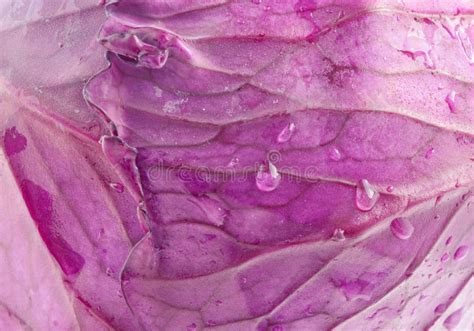 Purple Cabbage Macro Photo As Background Stock Image Image Of Vegetable Vitamin 370673691