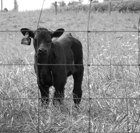 Timorous By Davincigirl On Deviantart