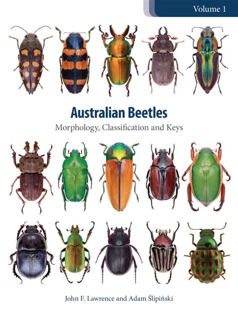 Australian Beetles Volume 1 Morphology Classification And Keys Nokomis