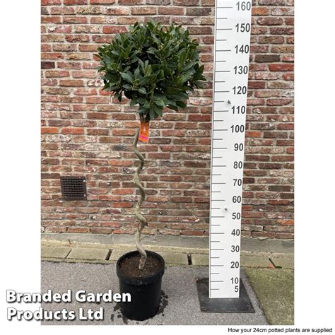 Bay Tree Spiral Stem Dobies