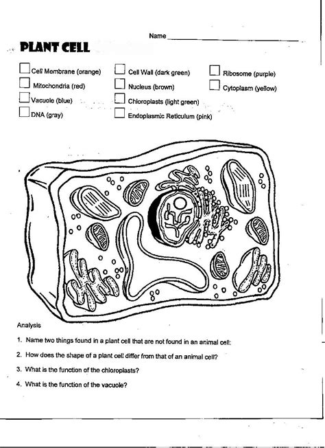 Label Plant Cell Worksheet Proworksheet