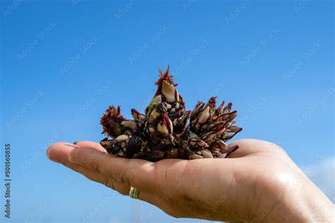 Foto De Goose Barnacles Known As Perceves Famous Seafood From