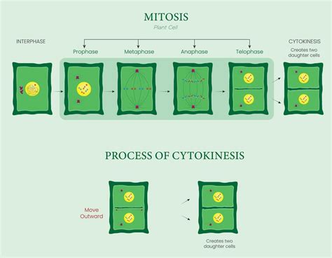 Mitosis Diagram Labeled