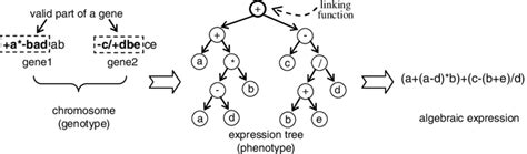 The Genotype Phenotype And Algebraic Expression Of A Gep Individual