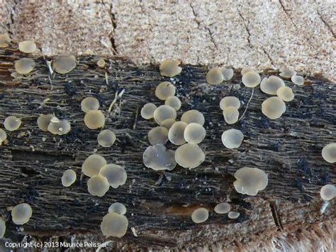 Mycodb Photos De Champignons Orbilia Blumenaviensis
