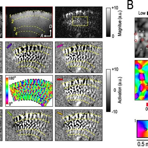 columnar mapping inside cortical sulcus with cbv weighted fmri two