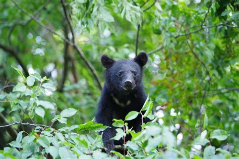 目的地にはクマがいる？安全にアウトドアを楽しむために、生態を知っておこう Greenfield（グリーンフィールド）