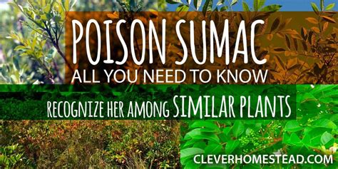 Poison Sumac Habitat Map At Olivia Madigan Blog