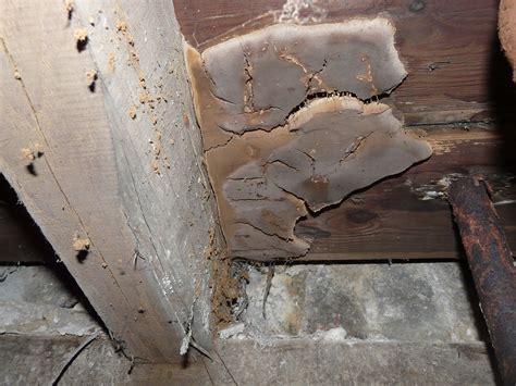Is Dry Rot Worse Than Wet Rot At Michael Hannigan Blog