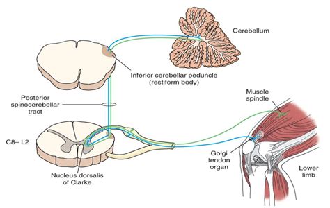 Spinocerebellar Tract