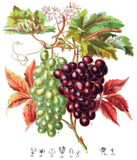 Vitaceæ The Vine Tribe Illustrations Of The Natural Orders Of Plants