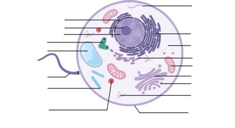 Diagram Of 4u Biology Exam Review Part 1 Quizlet