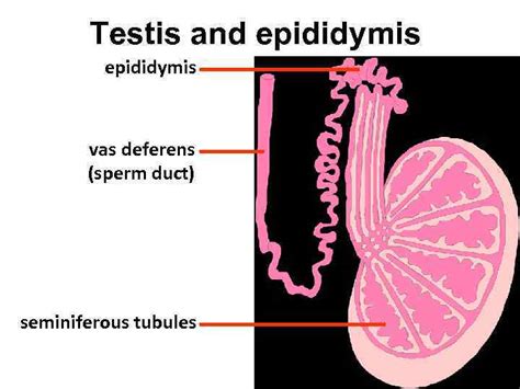 Human Reproductive System Human Reproductive System