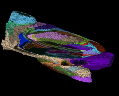 wrong voxel size or orientation with brainreg for whs rat usage