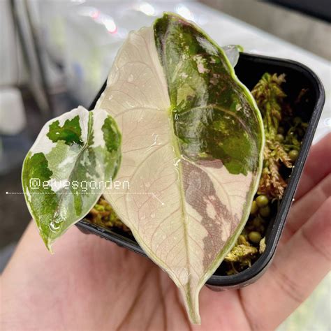Musa Nono Pink Variegated Banana Tissue Culture Elves Garden