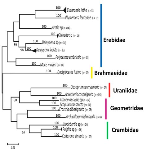 The Unrooted Maximum Likelihood Tree Based On 152 Mitochondrial