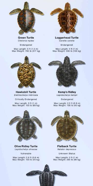 Different Sea Turtle Species🐢 Sea Turtle Species Types Of Turtles