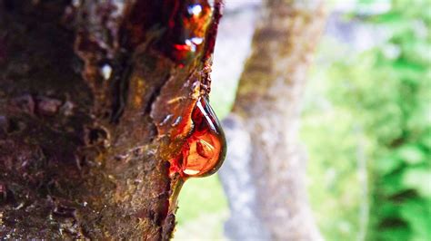 Exploring Indias Natural Resins Gums And Gum Resins Socialdhara