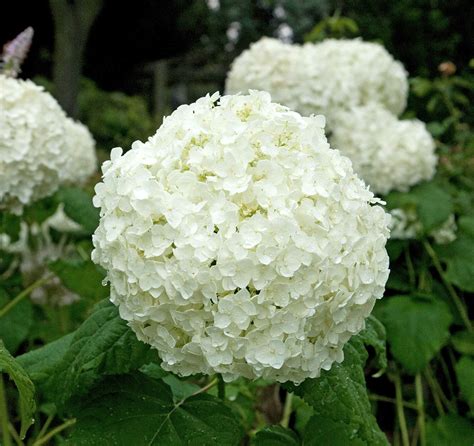 White Hydrangea For Hydrangea Petiolaris 15m On Trellis 20 Litre
