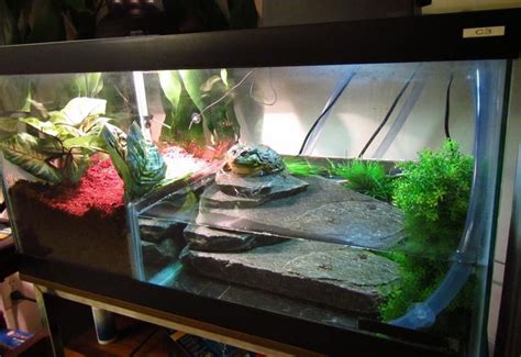 How To Make A Frog Habitat In An Aquarium At Beau Bradley Blog
