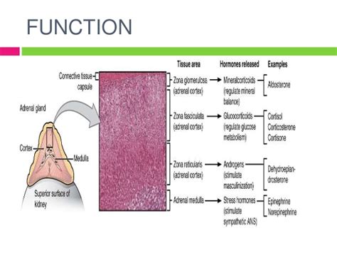 Adrenal Cortex Layers