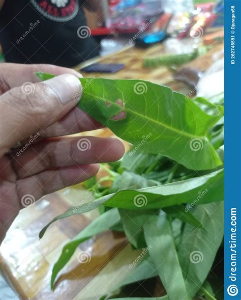 Green Vegetables Eaten By Pests Stock Image Image Of Fresh Vegetables 262745591