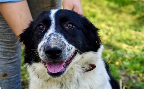 Gyda Aus Bistrita Rumänien Sucht Ein Neues Zuhause