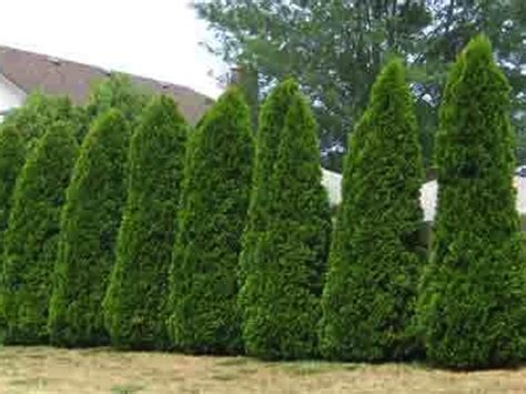 Evergreen Listing Greenland Garden Centre