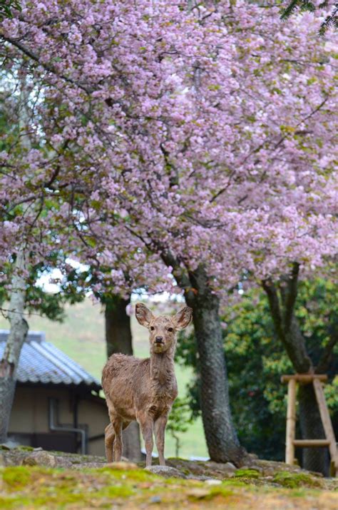 Majestic Nara Nara City Nara Japan Travel