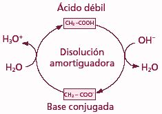 Biología Celular Y Molecular Amortiguadores De Ph Y Su Importancia En