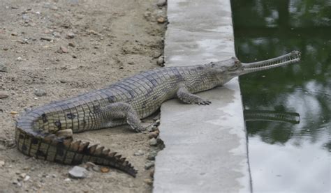 20 Animals That Are Close To Going Extinct Science Sensei