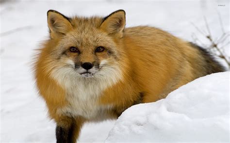 Red Fox In Snow Wallpapers 4k Hd Backgrounds On Wallpaperbat
