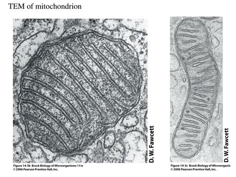 Ppt Chapter 14 Eukaryotic Cell Biology And Eukaryotic Microorganisms