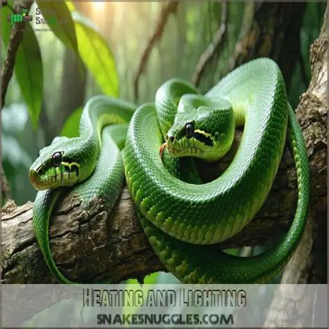 How To Care For Green Tree Pythons As Pets Expert Tips For Beginners