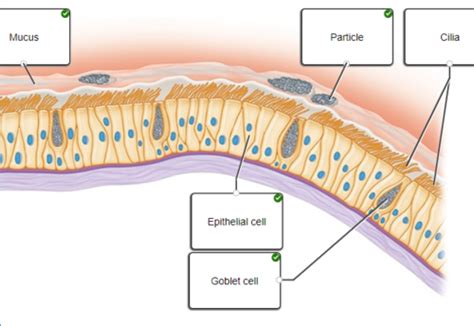 Biol 160 Exam 4 Flashcards Quizlet