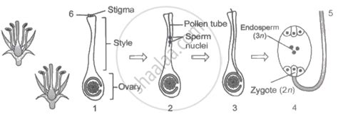 Fertilization In Plants