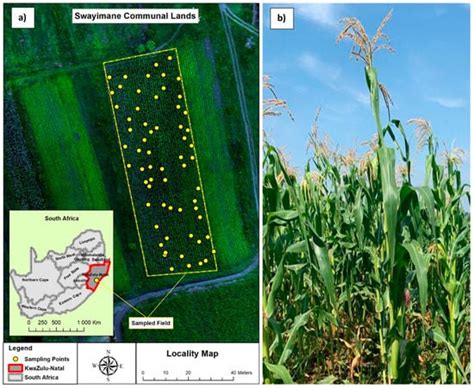 Assessing The Prospects Of Remote Sensing Maize Leaf Area Index Using