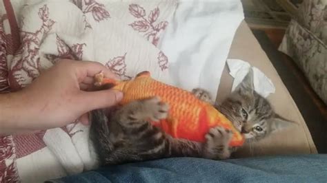 Kitten Vs Fishy Album On Imgur