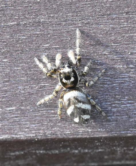 22 Black And White Spiders Pictures And Identification
