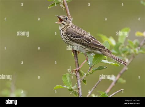 Tree Pipit Singing Boompieper Zingend Stock Photo Alamy