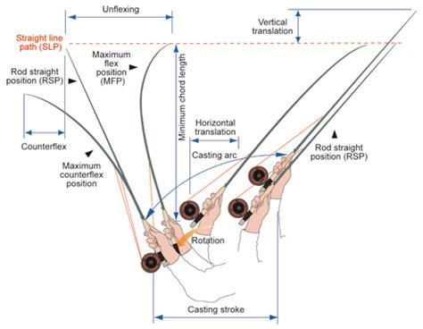the casting sequence flycasting knowledgebaseflycasting knowledgebase