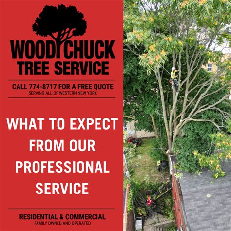 What To Expect When Your Hire A Tree Cutting Service Woodchuck Tree
