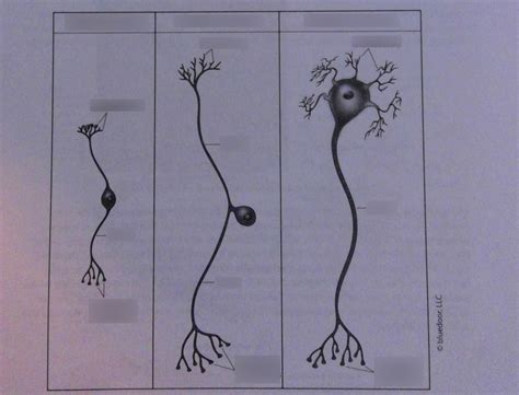 Lab Structural Classification Of Nuerons Diagram Quizlet