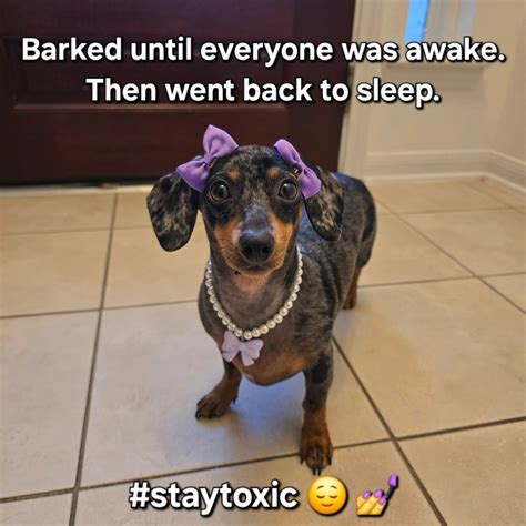 Pixie Pebbles Staytoxic 😌💅 Swipe Pebbles The Facebook